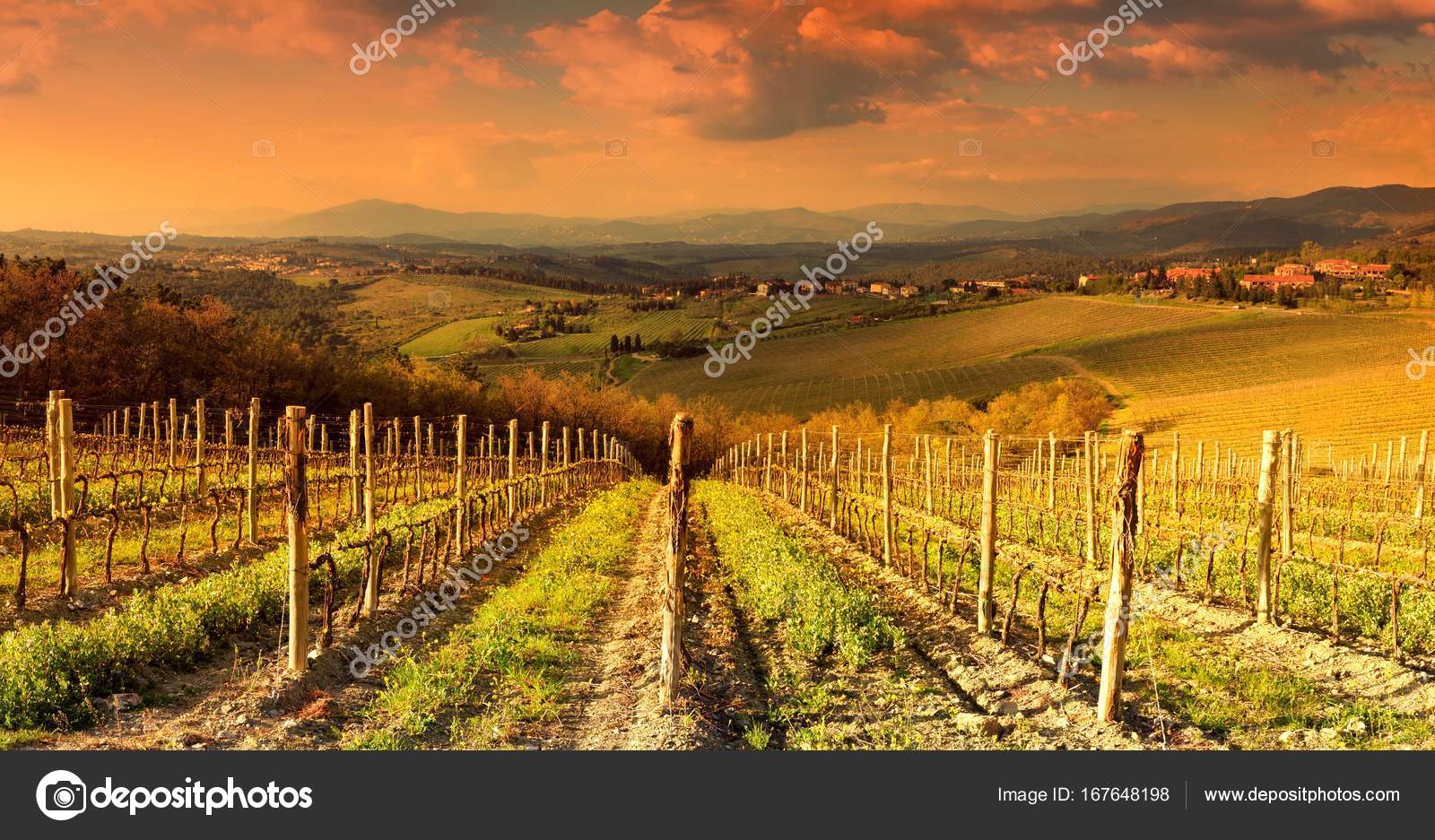Italian Vineyards Sunset