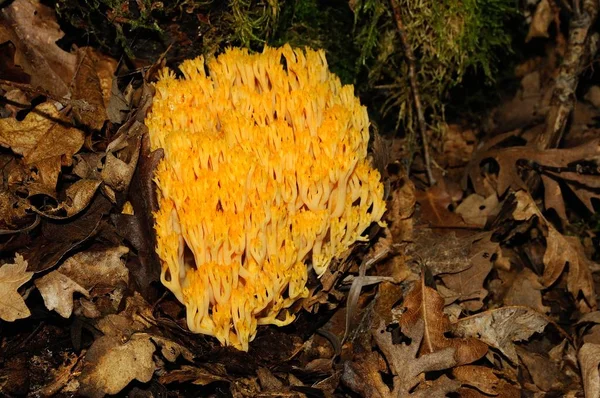Yellow mushrooms Images - Search Images on Everypixel