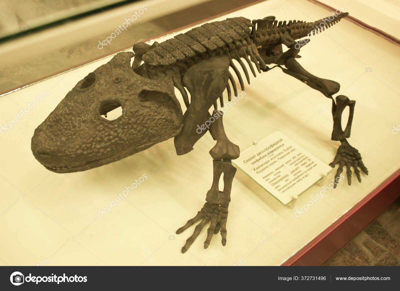 Fossilized Skeleton Ancient Amphibian Museum Paleontology Stock Photo ...