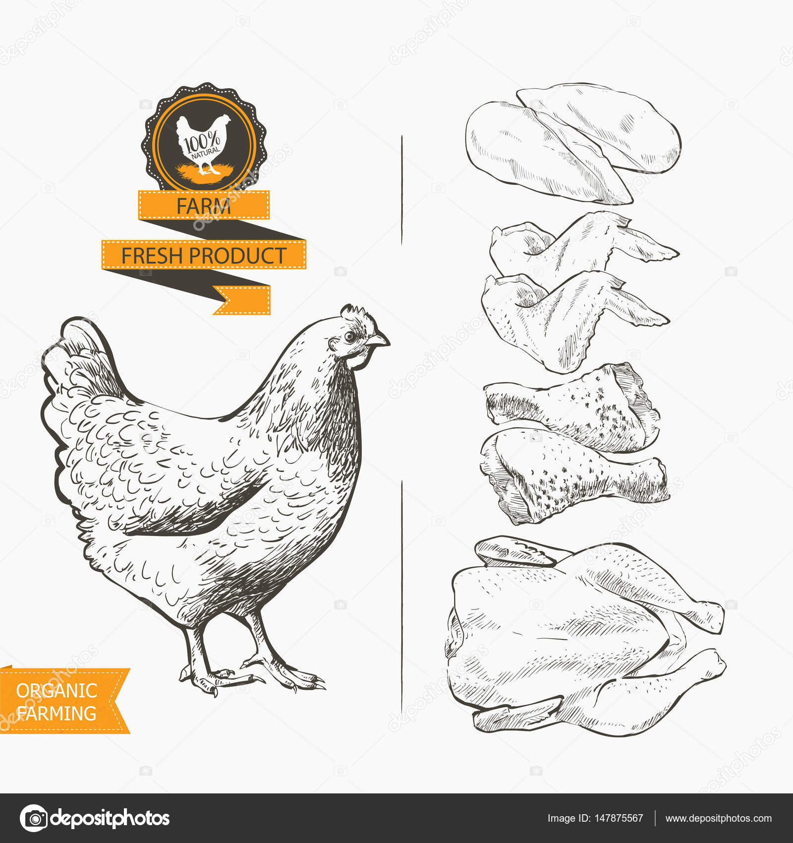 Carne de pollo vector Vector de stock por ©Bravoart 147875567