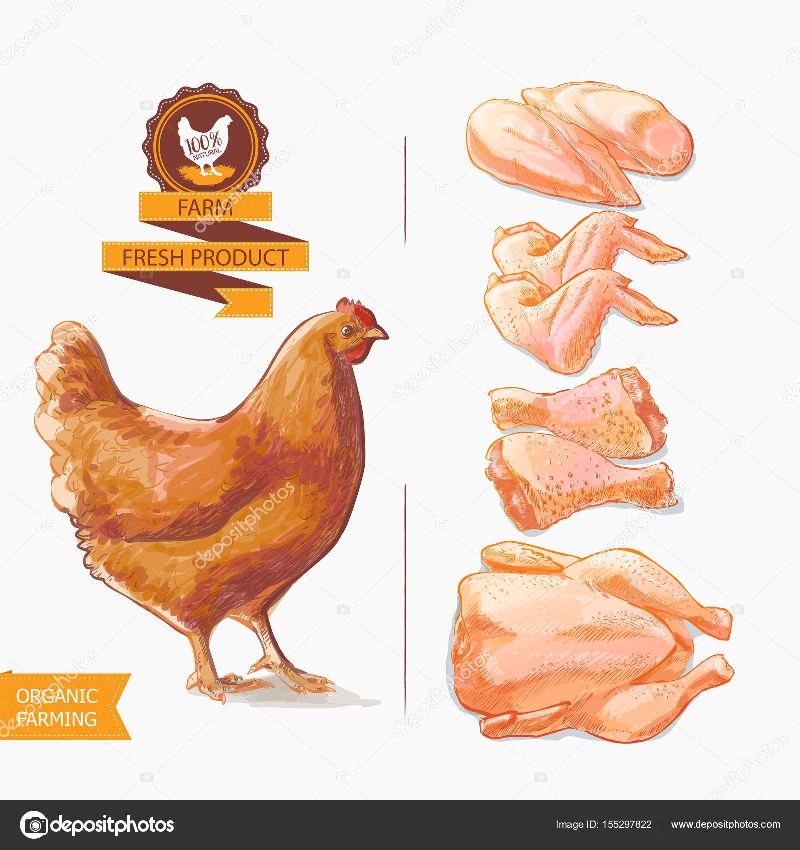 Fresh chicken meat Stock Vector Image by ©Bravoart #155297822