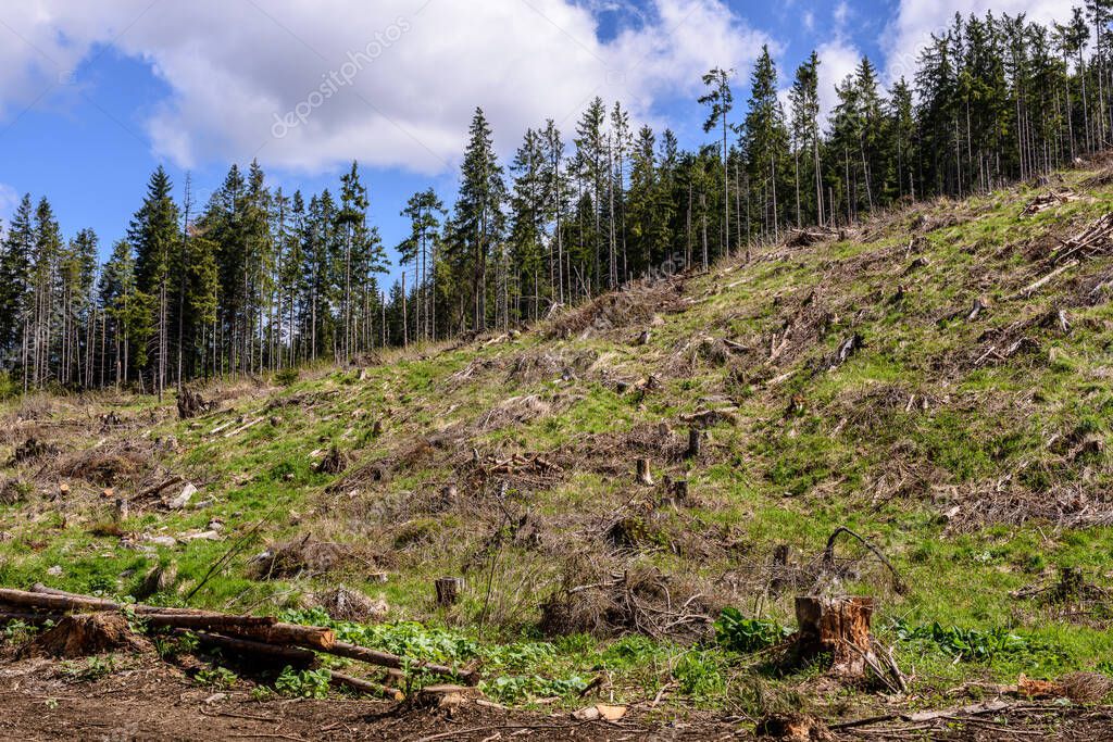 Explotación forestal de pinos en las montañas Cárpatos de Rumanía. Los ...