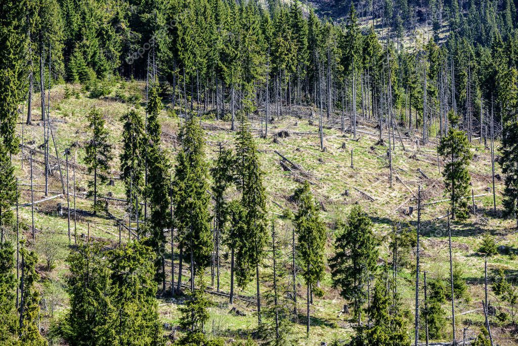 Explotación forestal de pinos en las montañas Cárpatos de Rumanía. Los ...