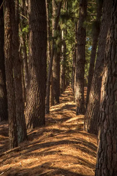 Walking elves Stock Photos, Royalty Free Walking elves Images ...