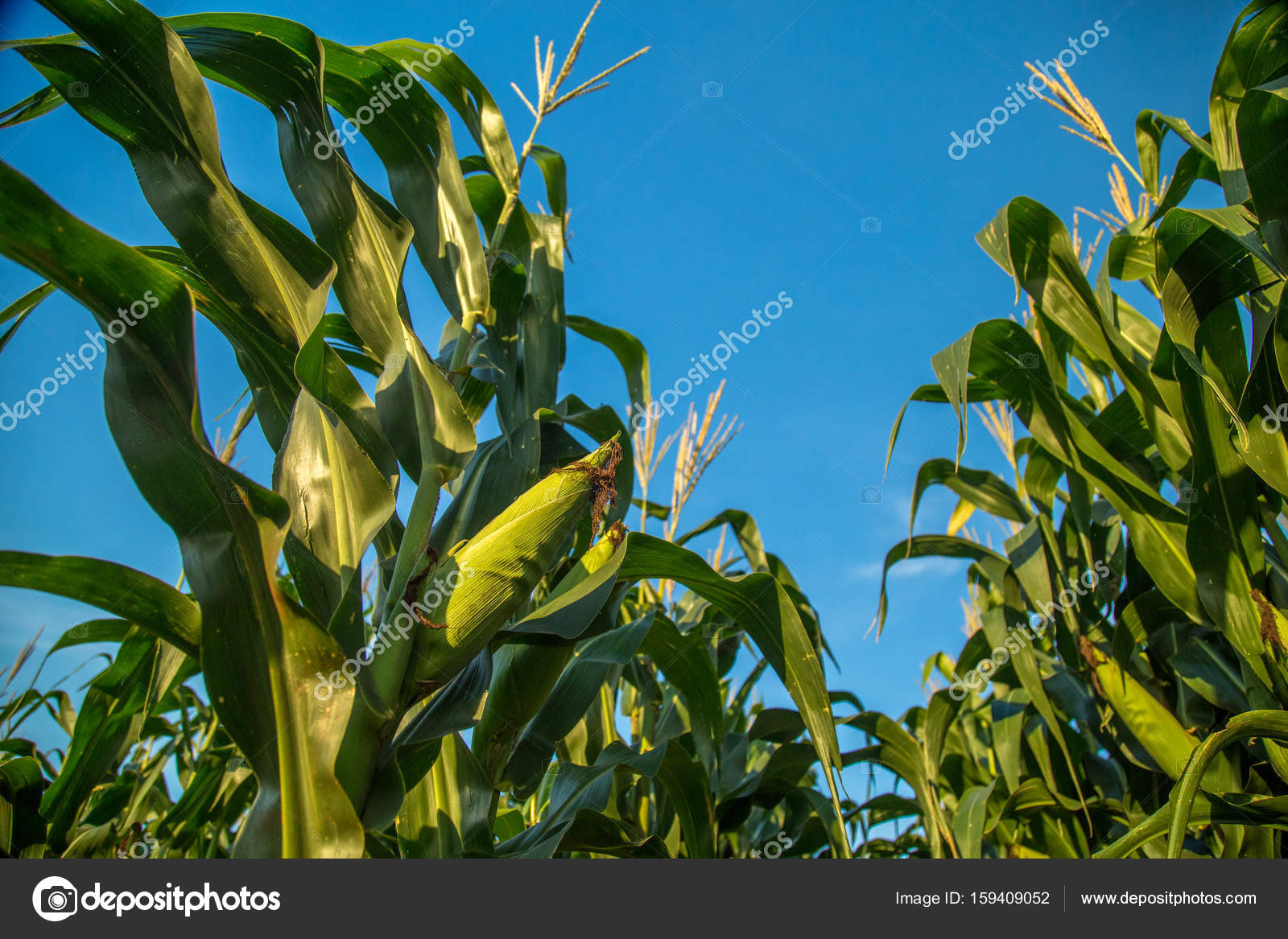 Corn plantation field farm — Stock Photo © mailsonpignata #159409052
