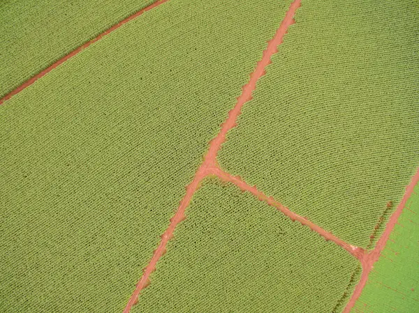 Khet Stock Photos, Royalty Free Khet Images | Depositphotos