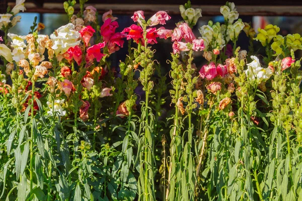 Wither plant Images - Search Images on Everypixel