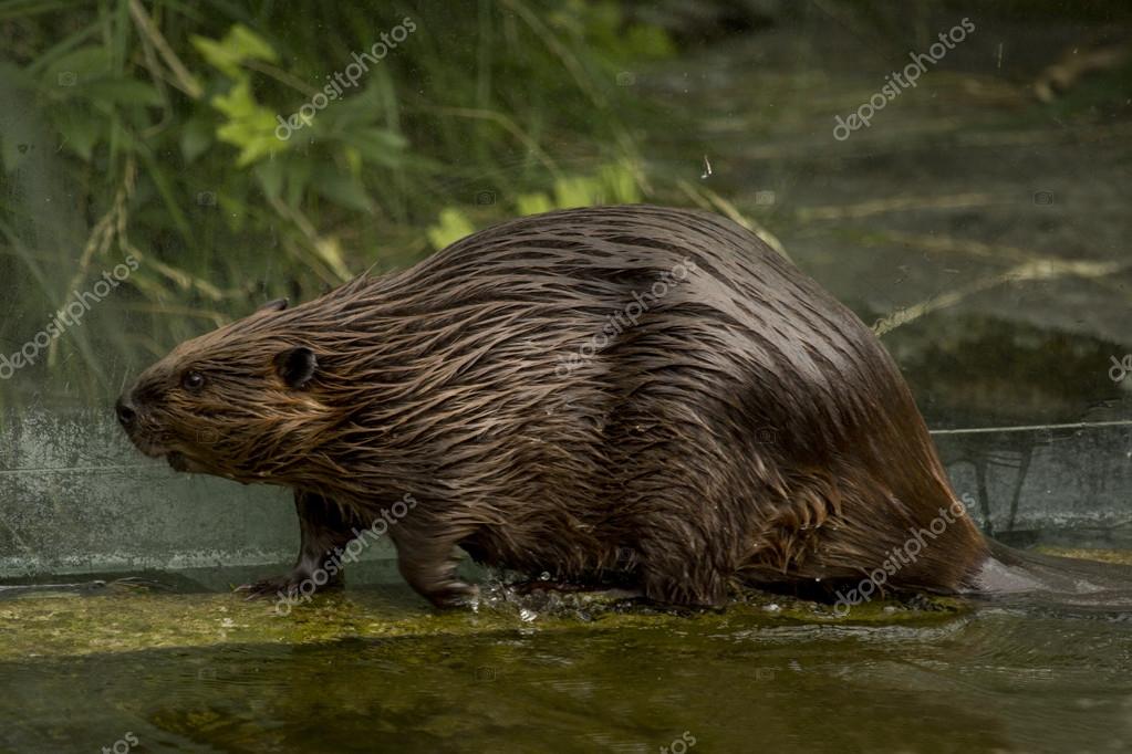 Eurasian beaver (Castor fiber) . — Stock Photo © white_night #127101494