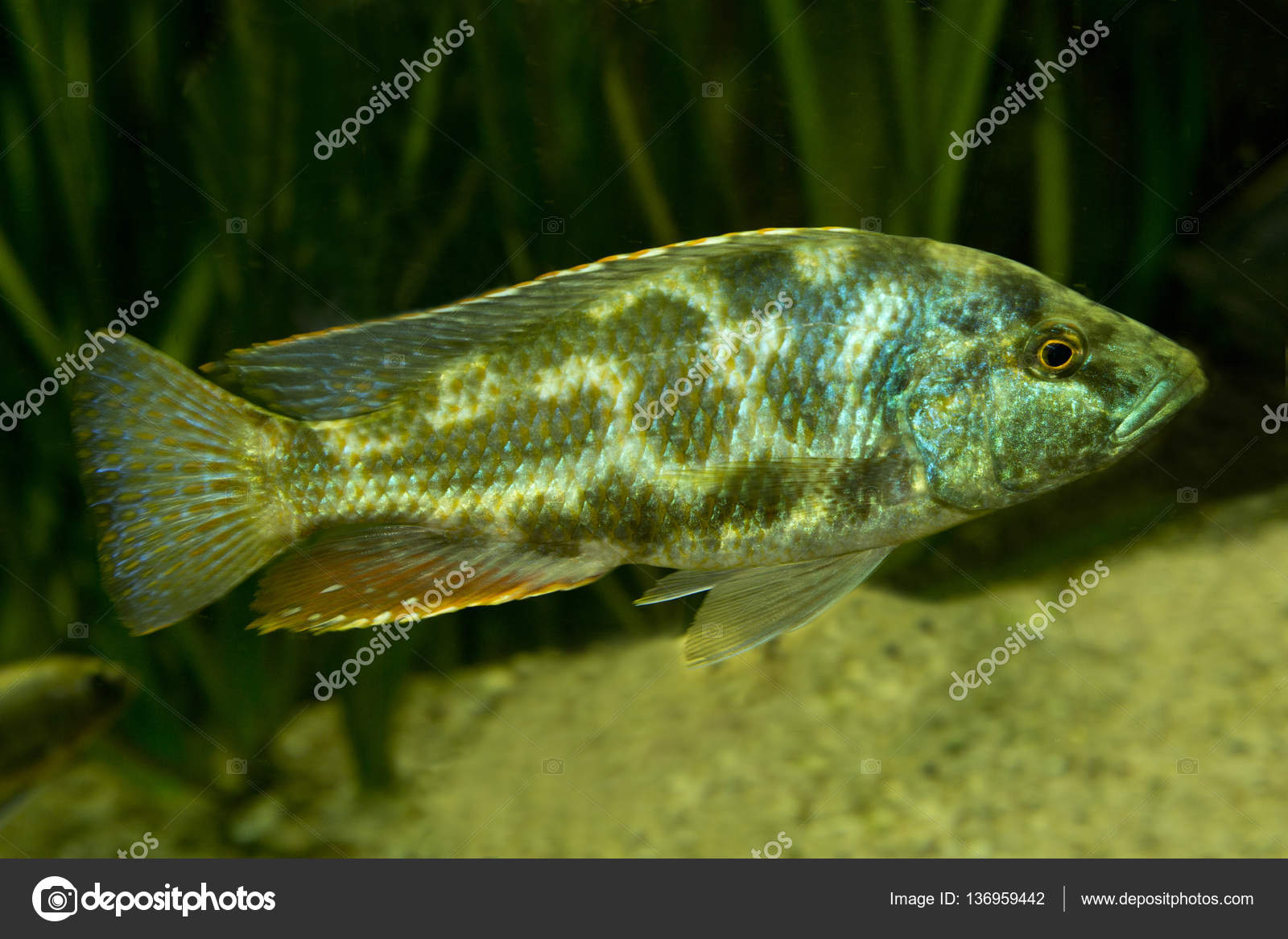 Polystigma Cichlid