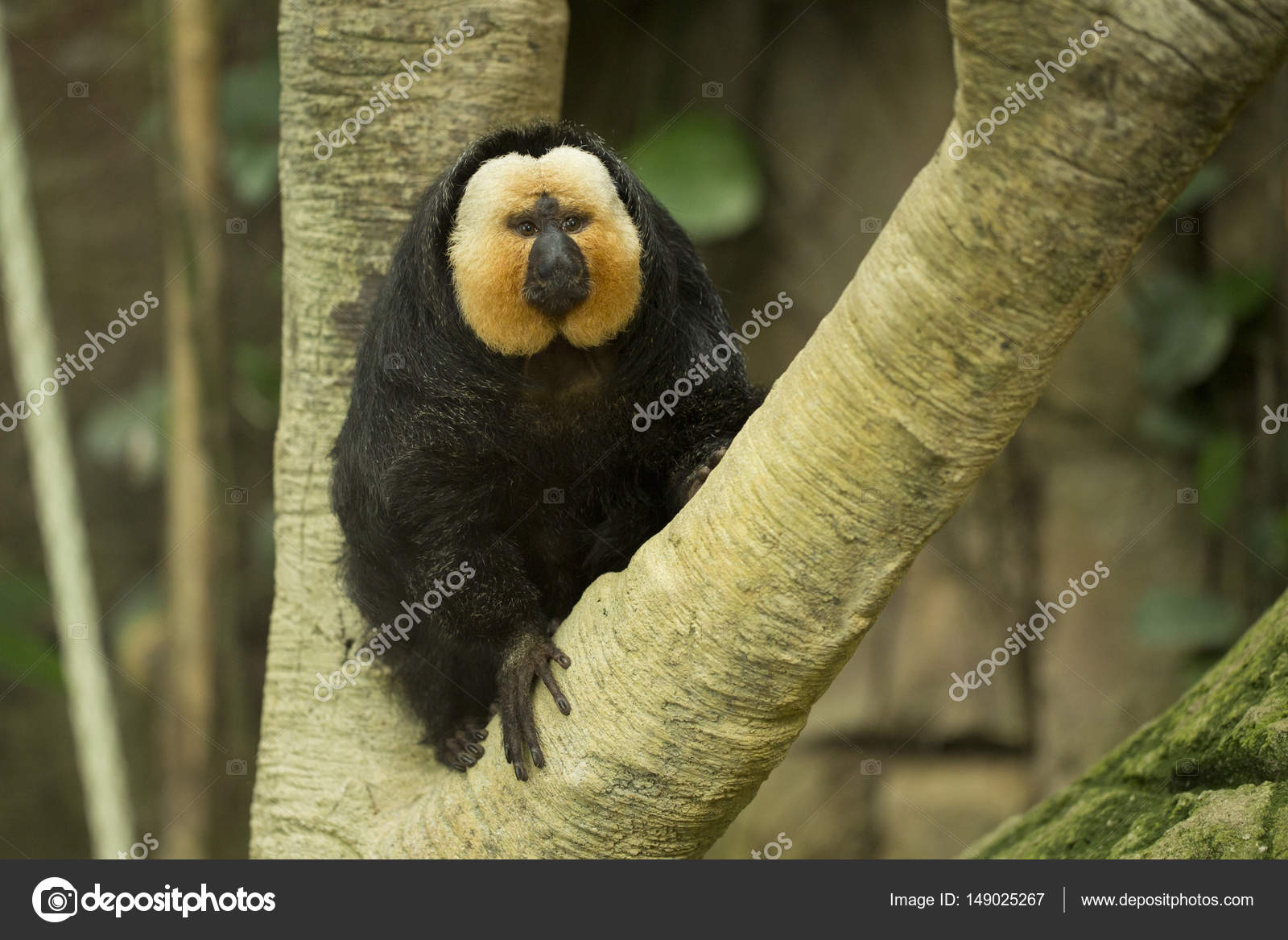 White-faced saki (Pithecia pithecia). — Stock Photo © white_night ...