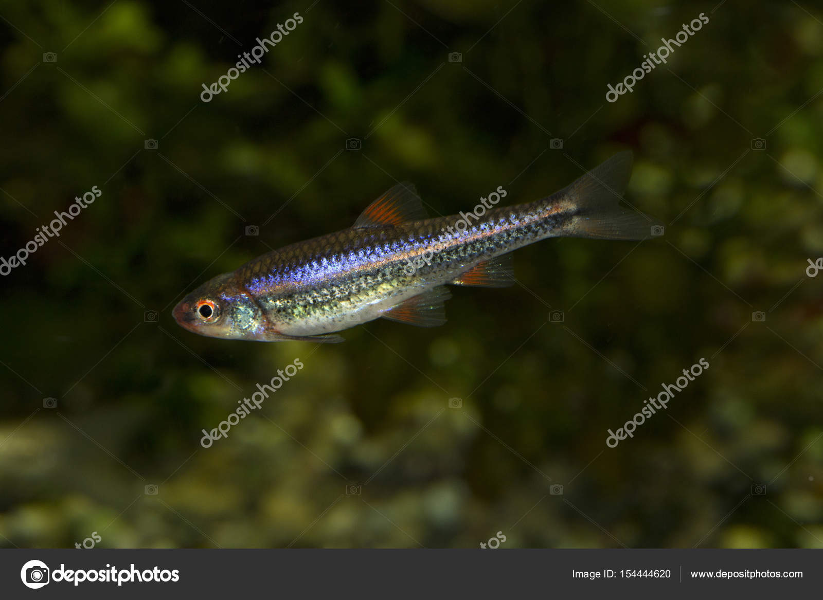 Rainbow Shiner (Notropis chrosomus). Stock Photo by ©white_night 154444620