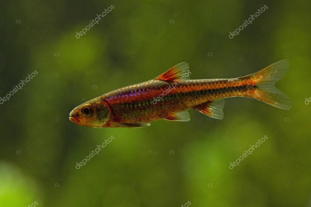 Arco iris Shiner (Notropis chrosomus). 2025