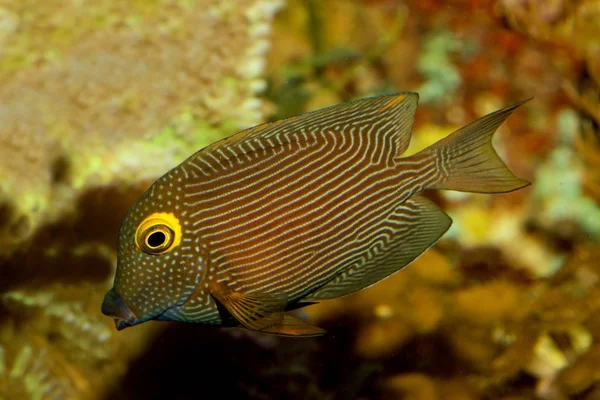 Surgeonfish Stock Photos, Royalty Free Surgeonfish Images | Depositphotos