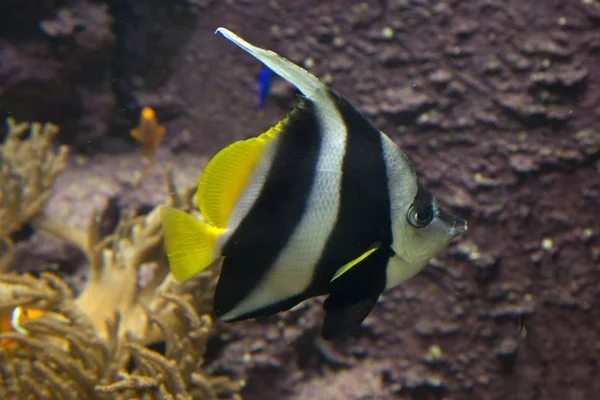 Pennant coralfish Stock Photos, Royalty Free Pennant coralfish Images ...