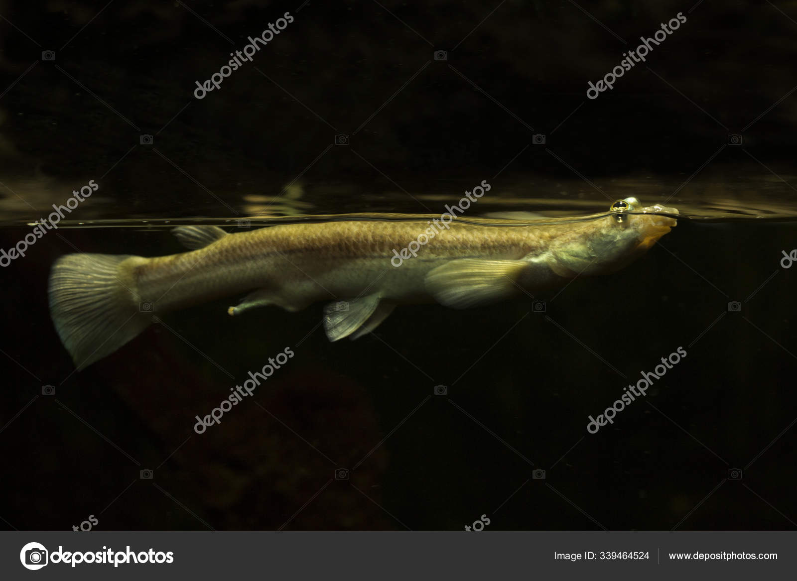 Four Eyed Fish Anableps Anableps Stock Photo by ©white_night 339464524