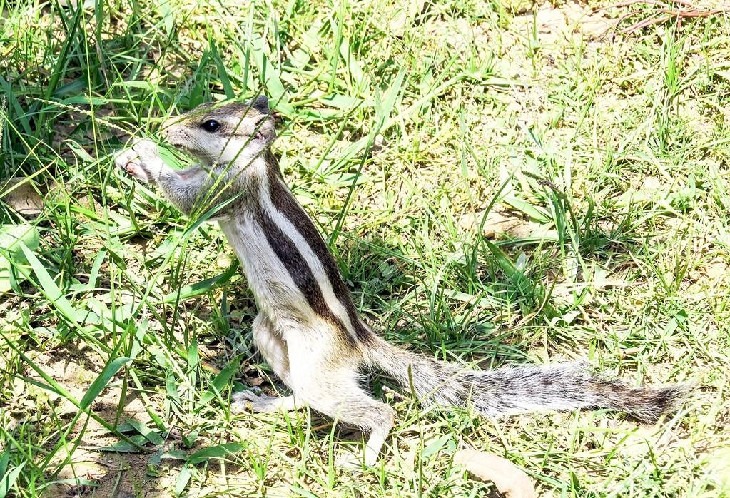 Indian chipmunk stands on its hind legs stretched out among the grass ...