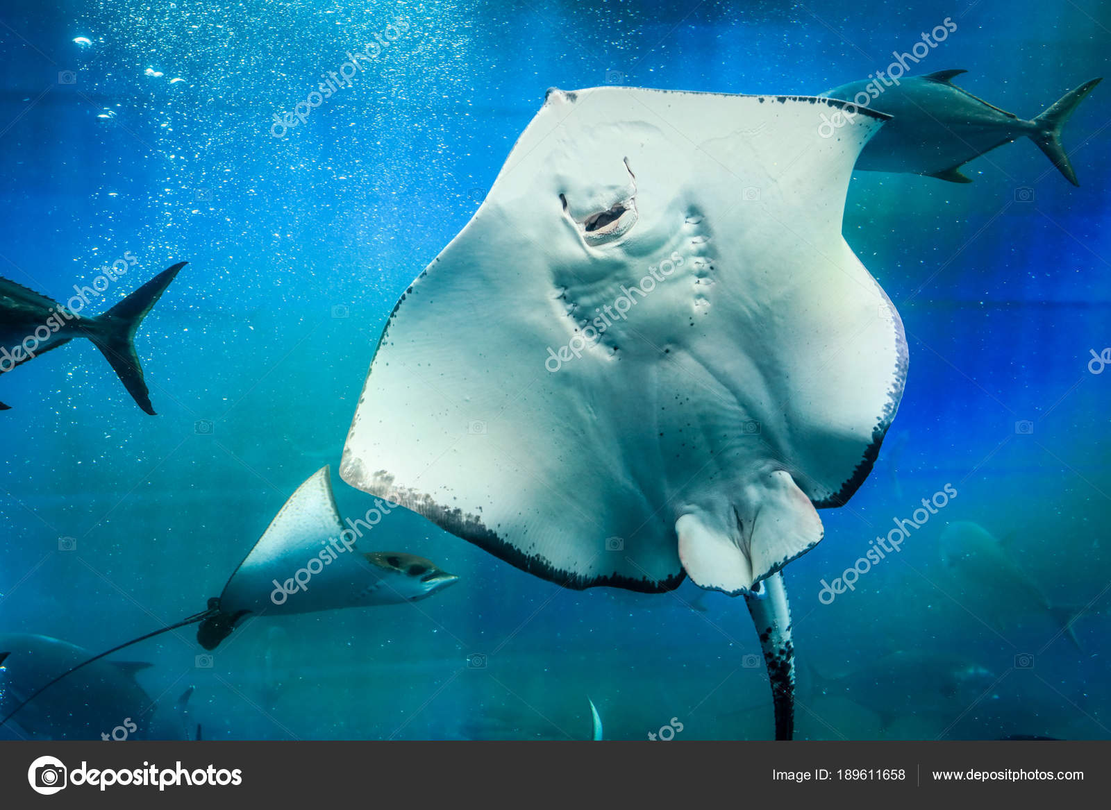 Stingrays Smiling