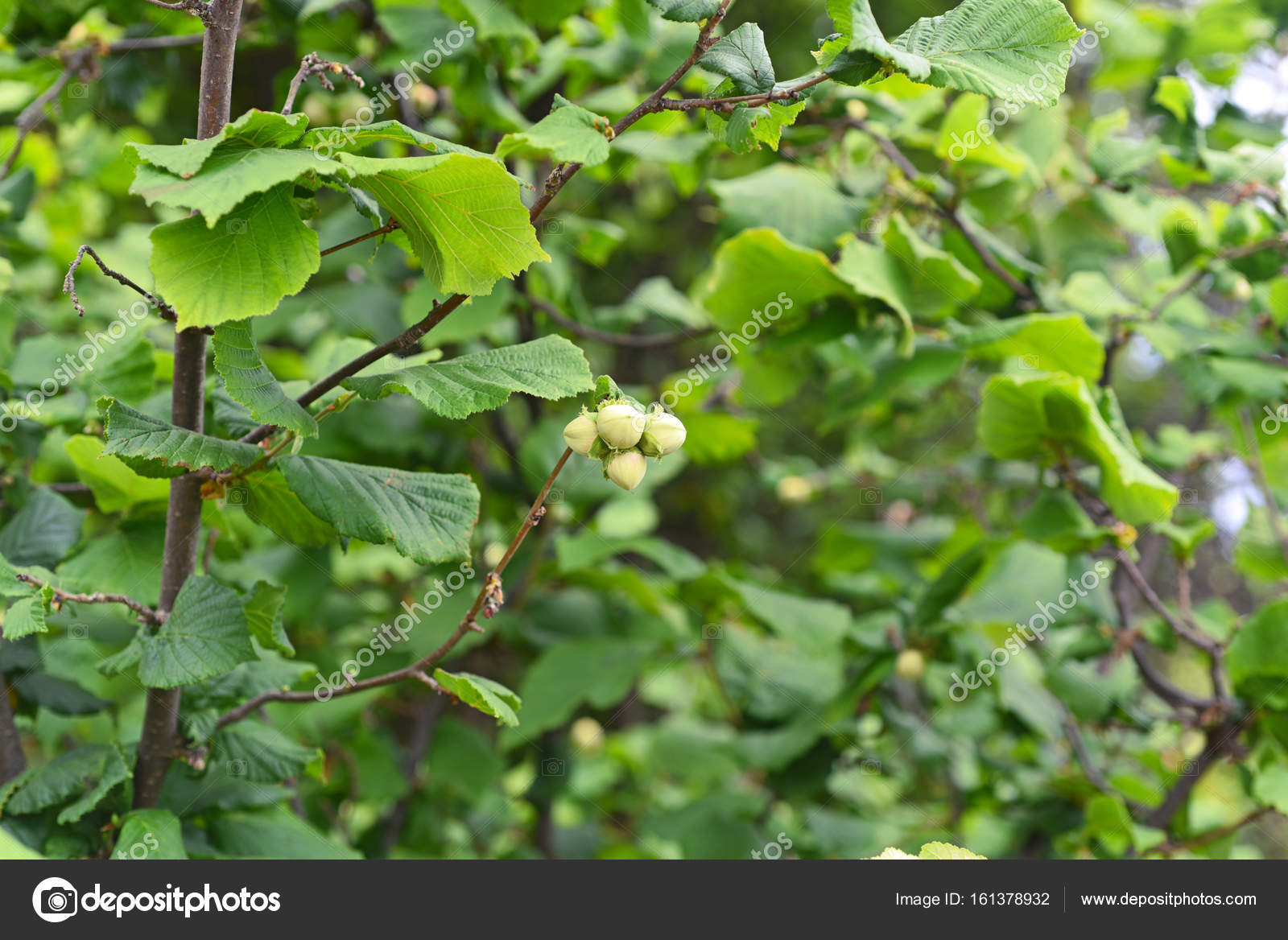 Forest nuts in park of Madeira — Stock Photo © FreedomMaster #161378932