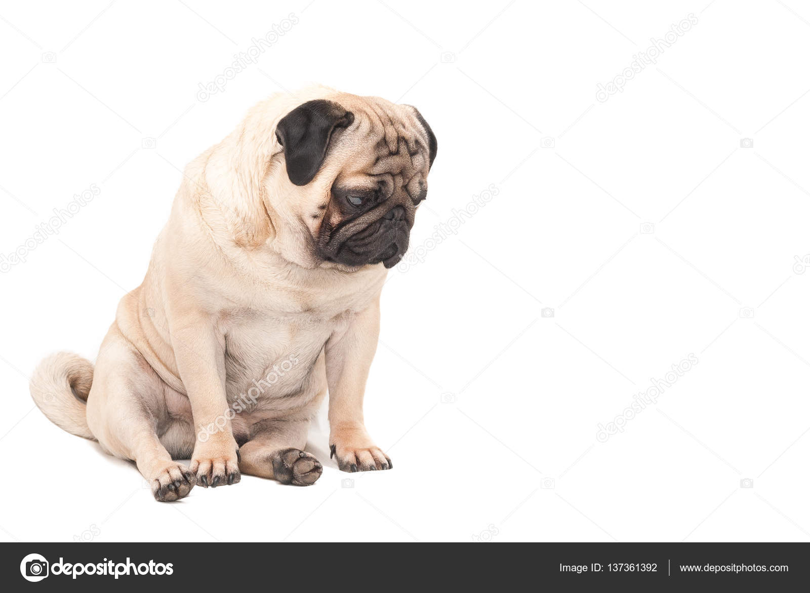 Are Pugs Sad