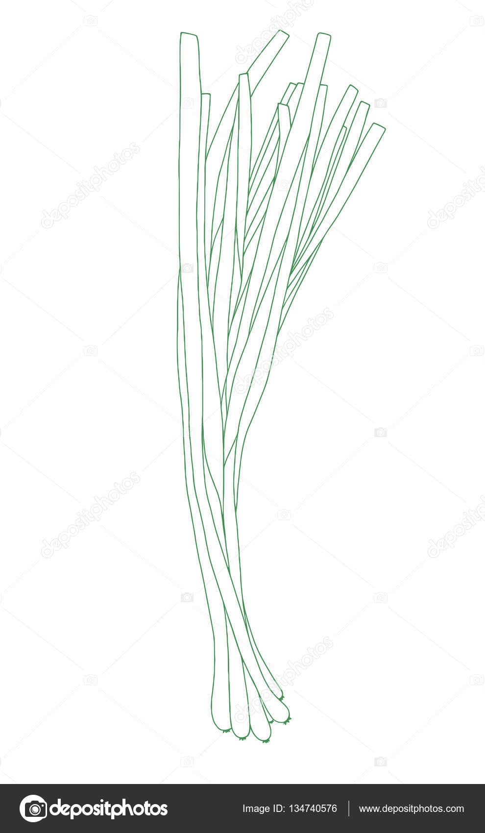 Spring onions line art Stock Vector Image by ©rinohara #134740576