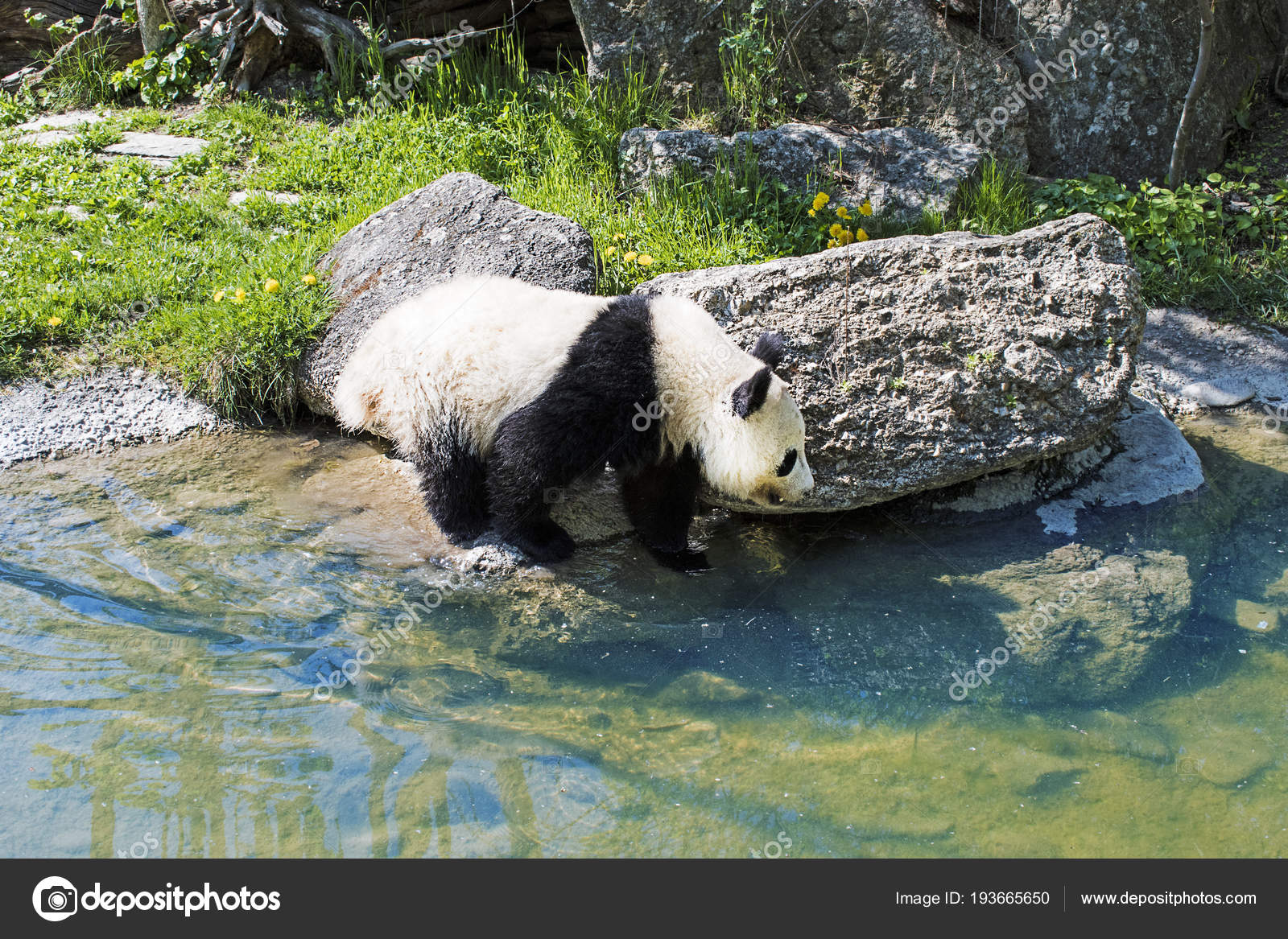 Panda In Water