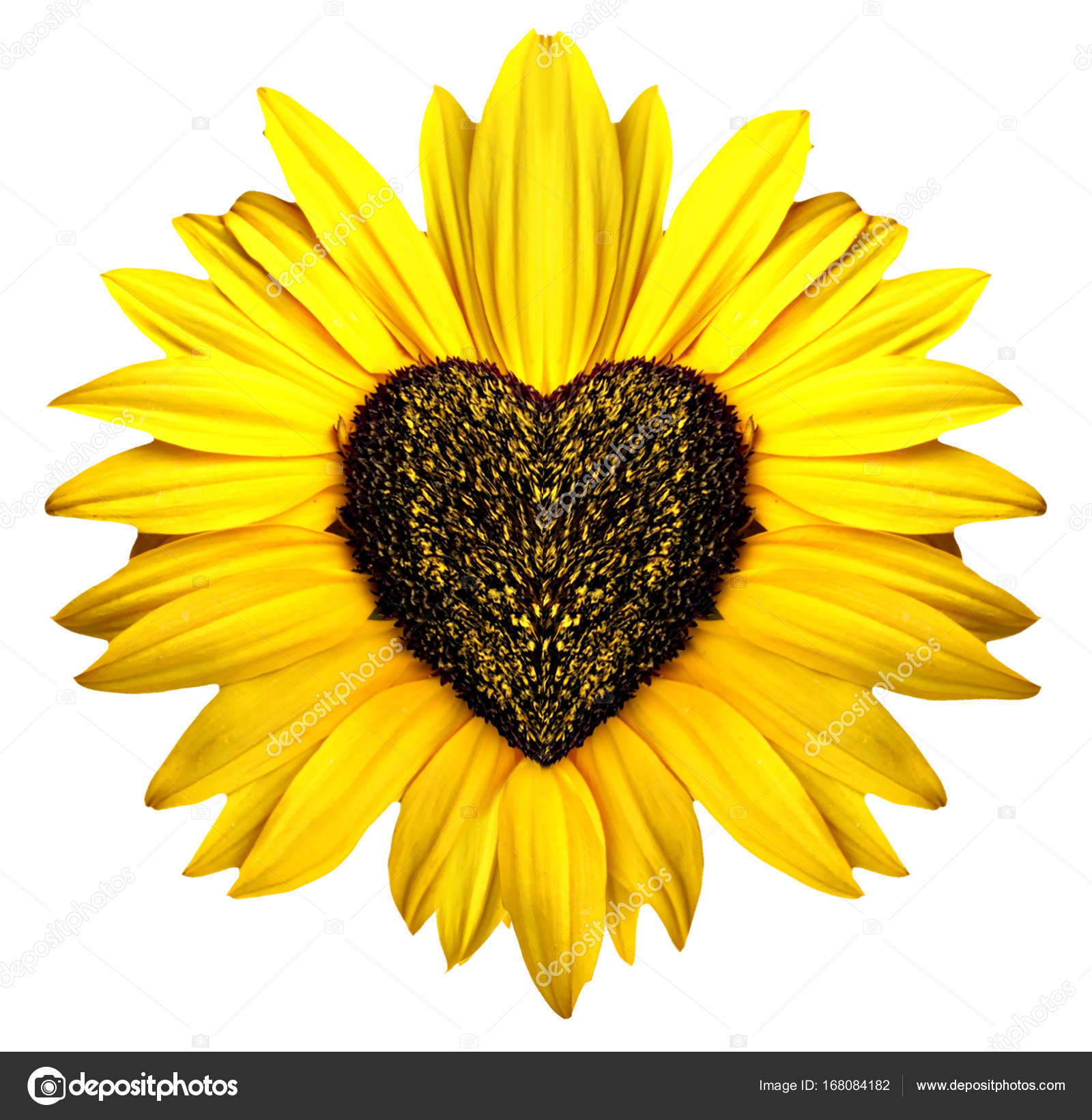 Sunflowers in the form of heart on a white background. Stock Photo by ...