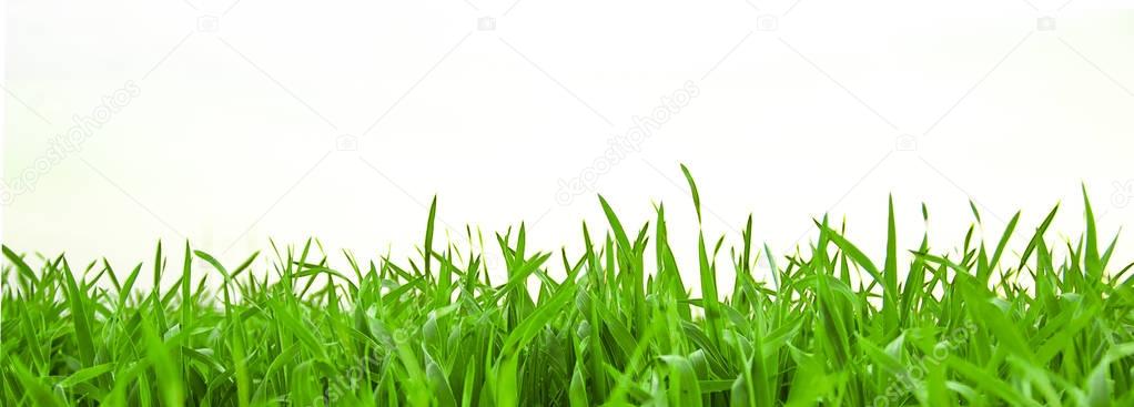 Green grass line Stock Photos, Royalty Free Green grass line Images ...