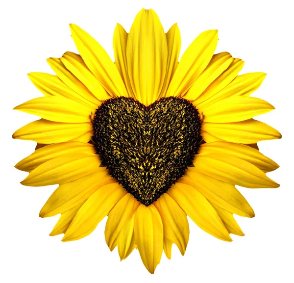 Sunflower heart Stock Photos, Royalty Free Sunflower heart Images ...