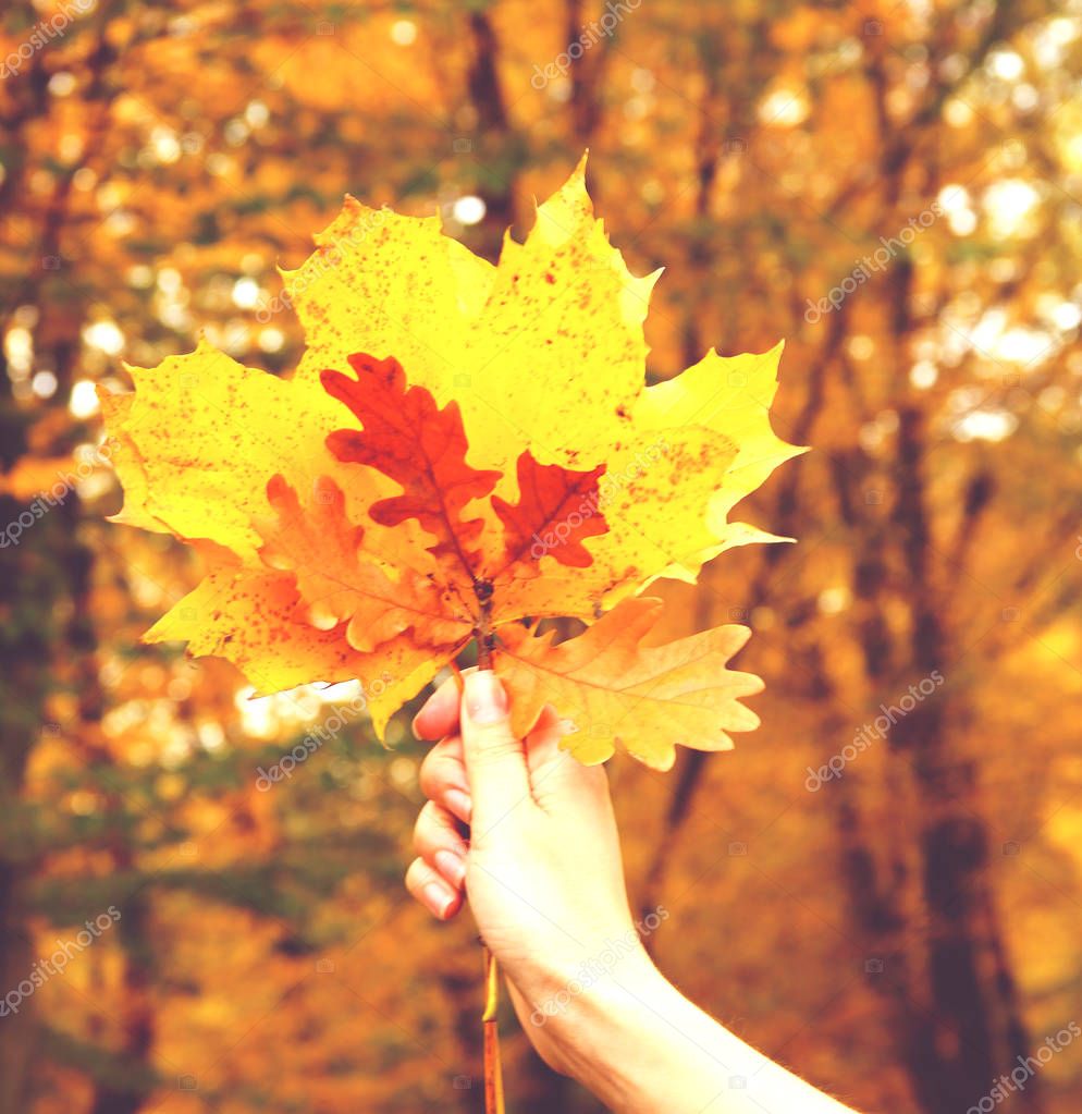 El ramo de las hojas amarillas otoñales en la mano. 2025