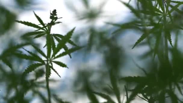 4,168 Wind cultivation Videos, Royalty-free Stock Wind cultivation ...