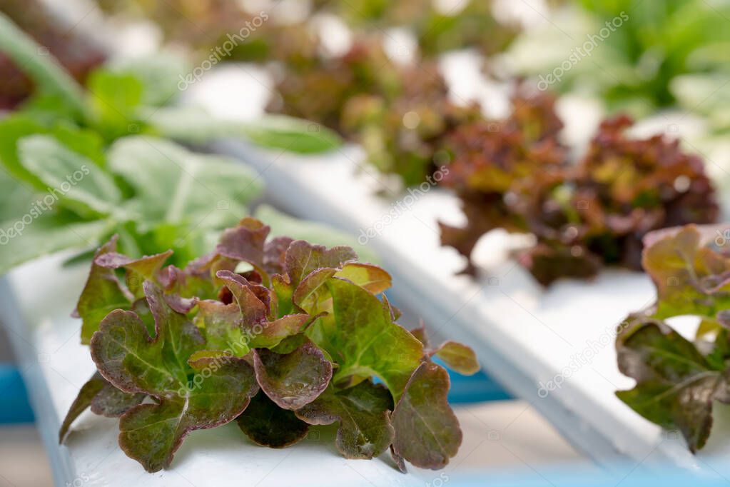 Granja de ensaladas de verduras hidropónicas. Método hidropónico de cultivo de plantas vegetales ...