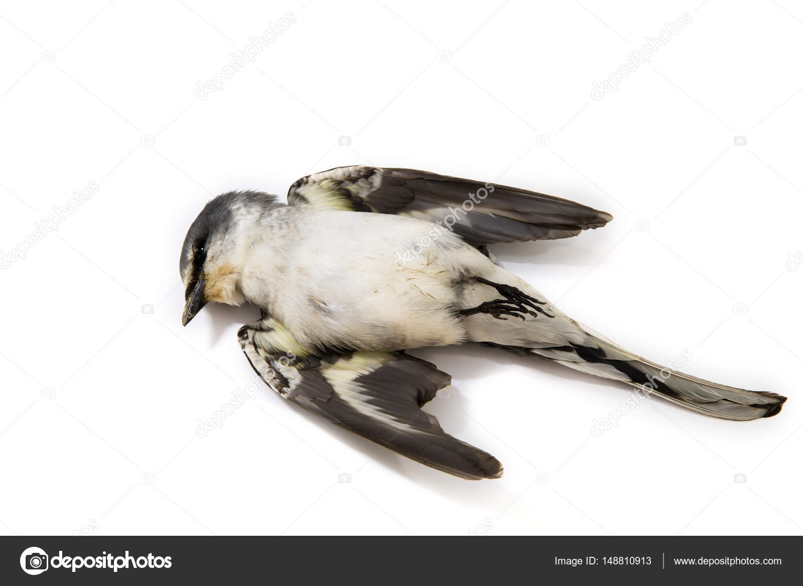 Dead bird background in nature, isolated dead bird on white. Stock ...