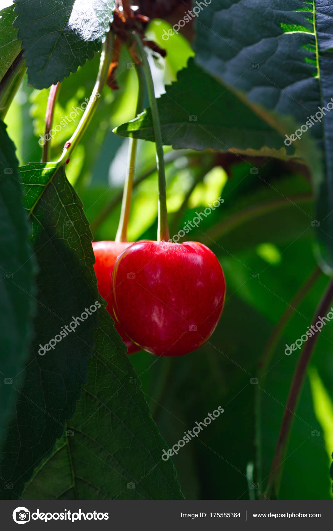 Ripe cherries on a tree in the garden. — Stock Photo © OlgaPKurguzova ...