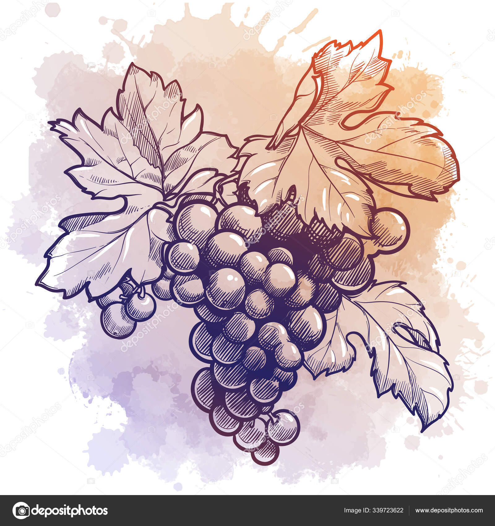 Wine Grapes Drawing