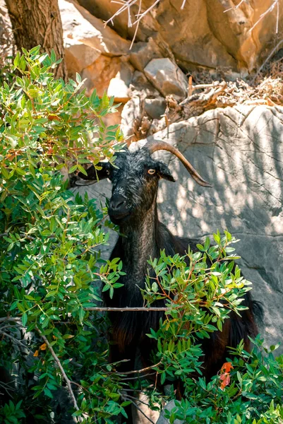 Goat island Stock Photos, Royalty Free Goat island Images | Depositphotos
