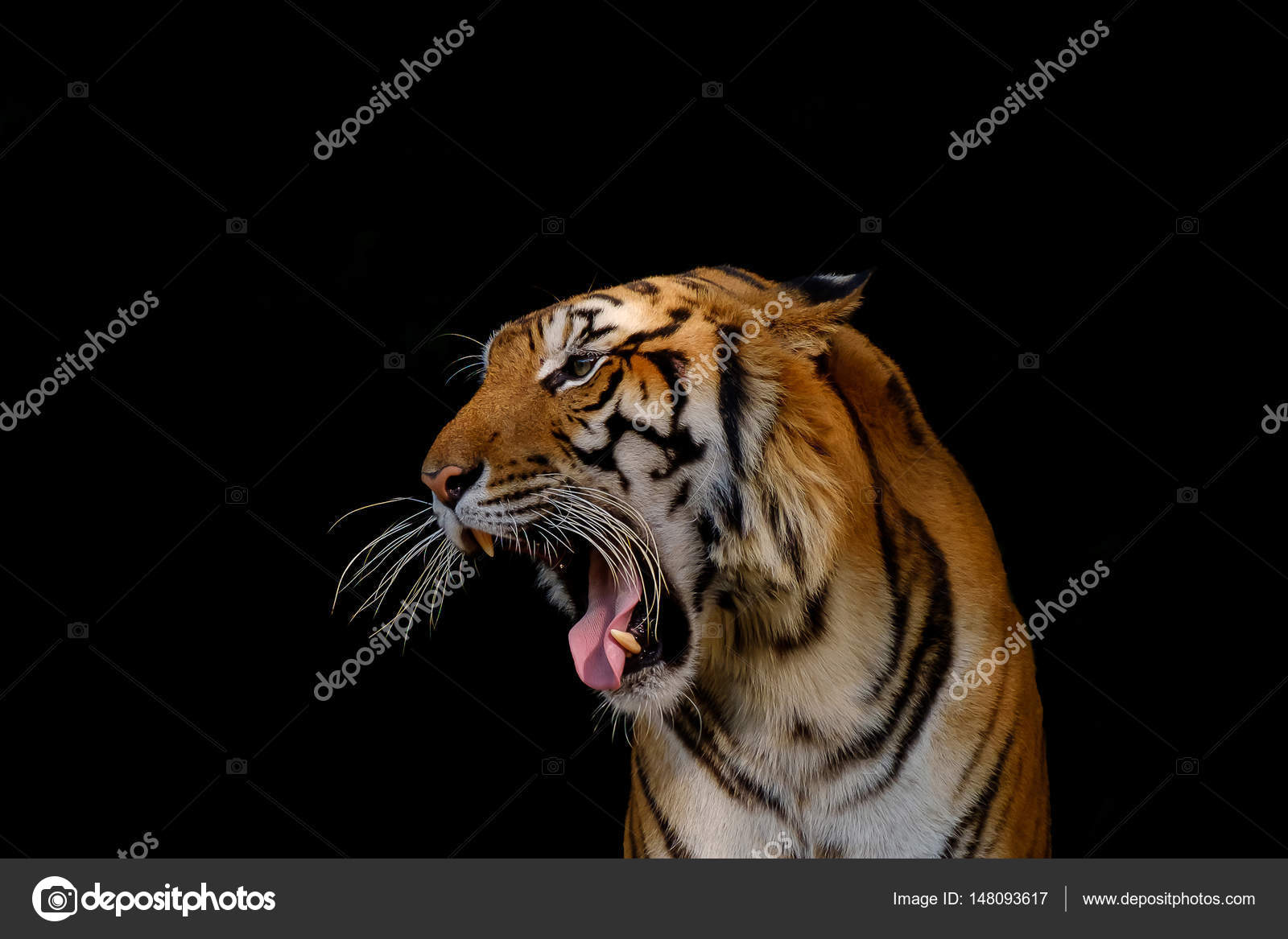 Head of tiger. — Stock Photo © winyoophoto #148093617