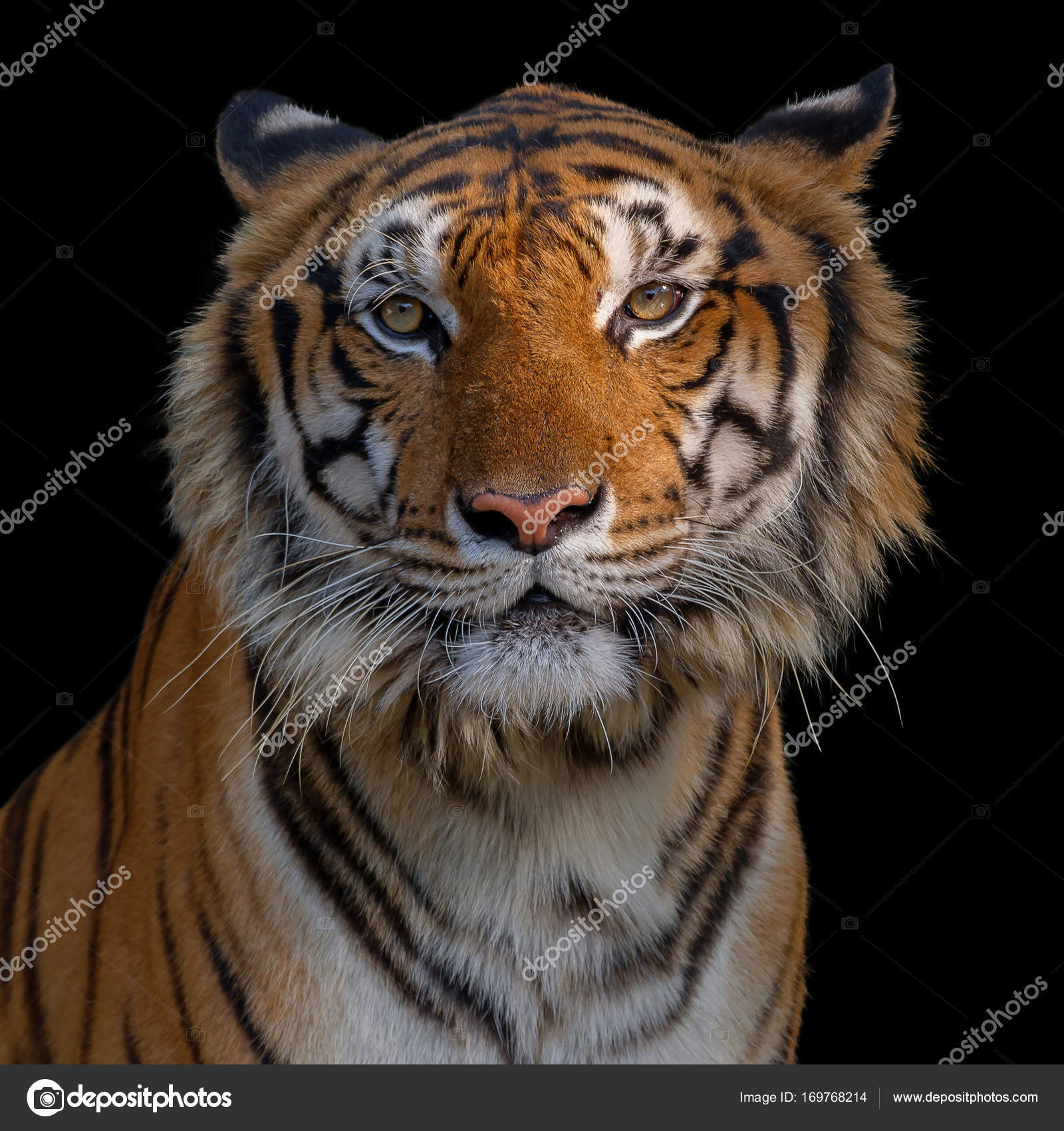 Sight of tiger. Stock Photo by ©winyoophoto 169768214