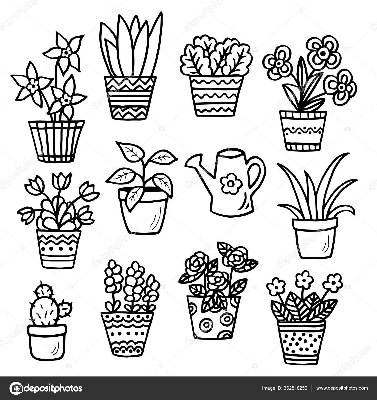 Potted Plants And Flowers Drawing