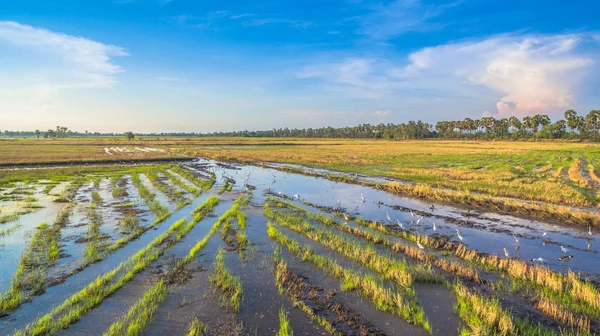 Cambodia rice field Stock Photos, Royalty Free Cambodia rice field ...