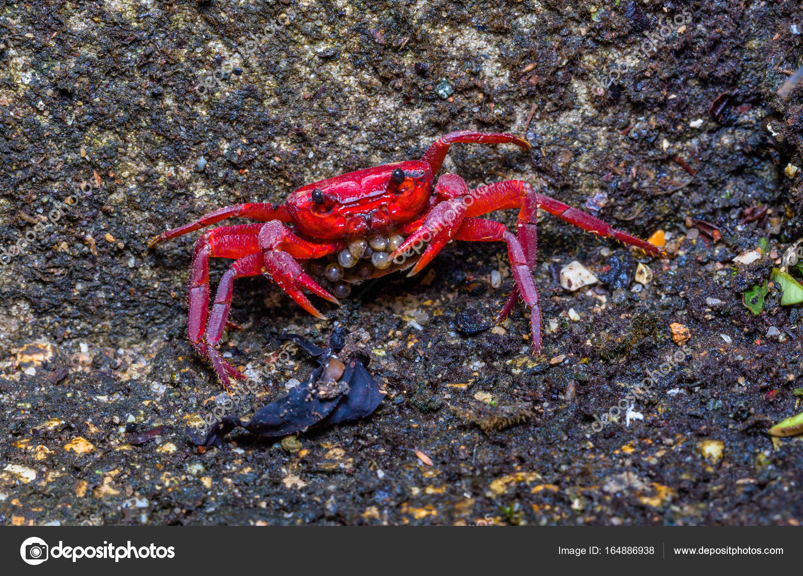 A small red crab is hatching in the crab shell Stock Photo by ©thaisign ...