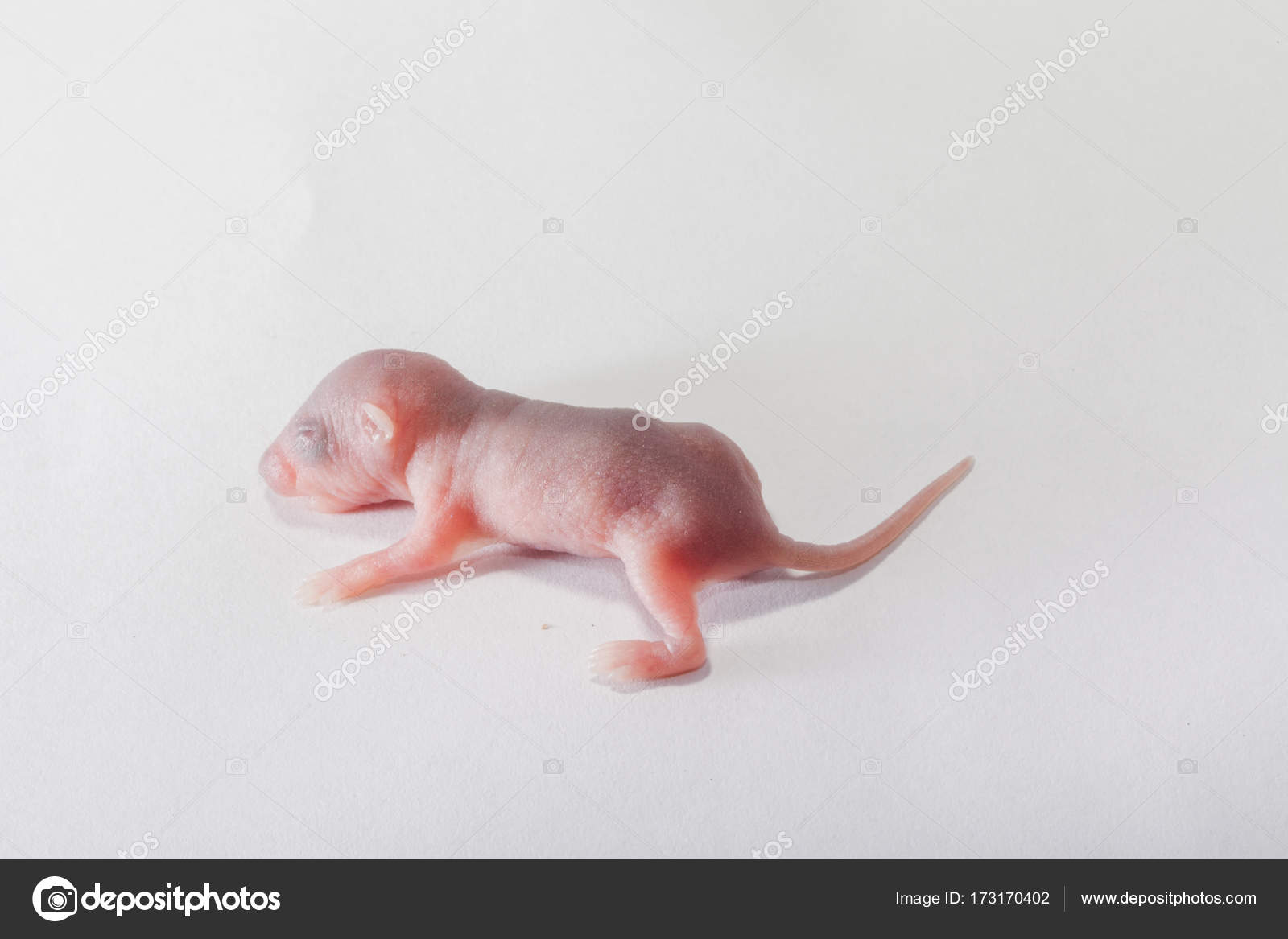 Newborn Rats