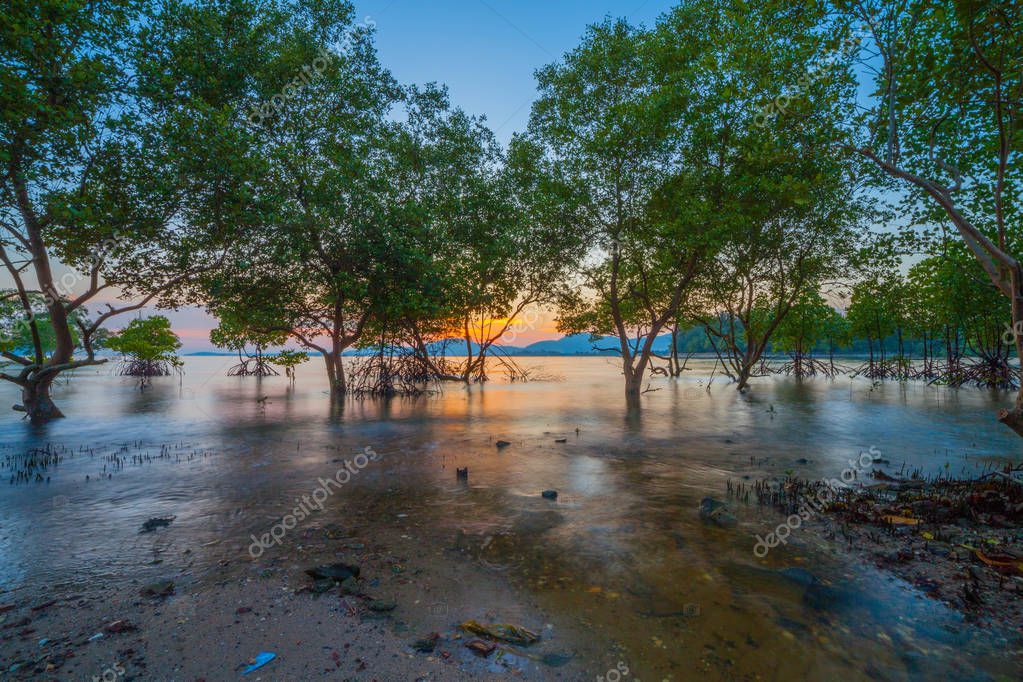 El sol brilla a través del bosque de manglares durante la marea alta en ...