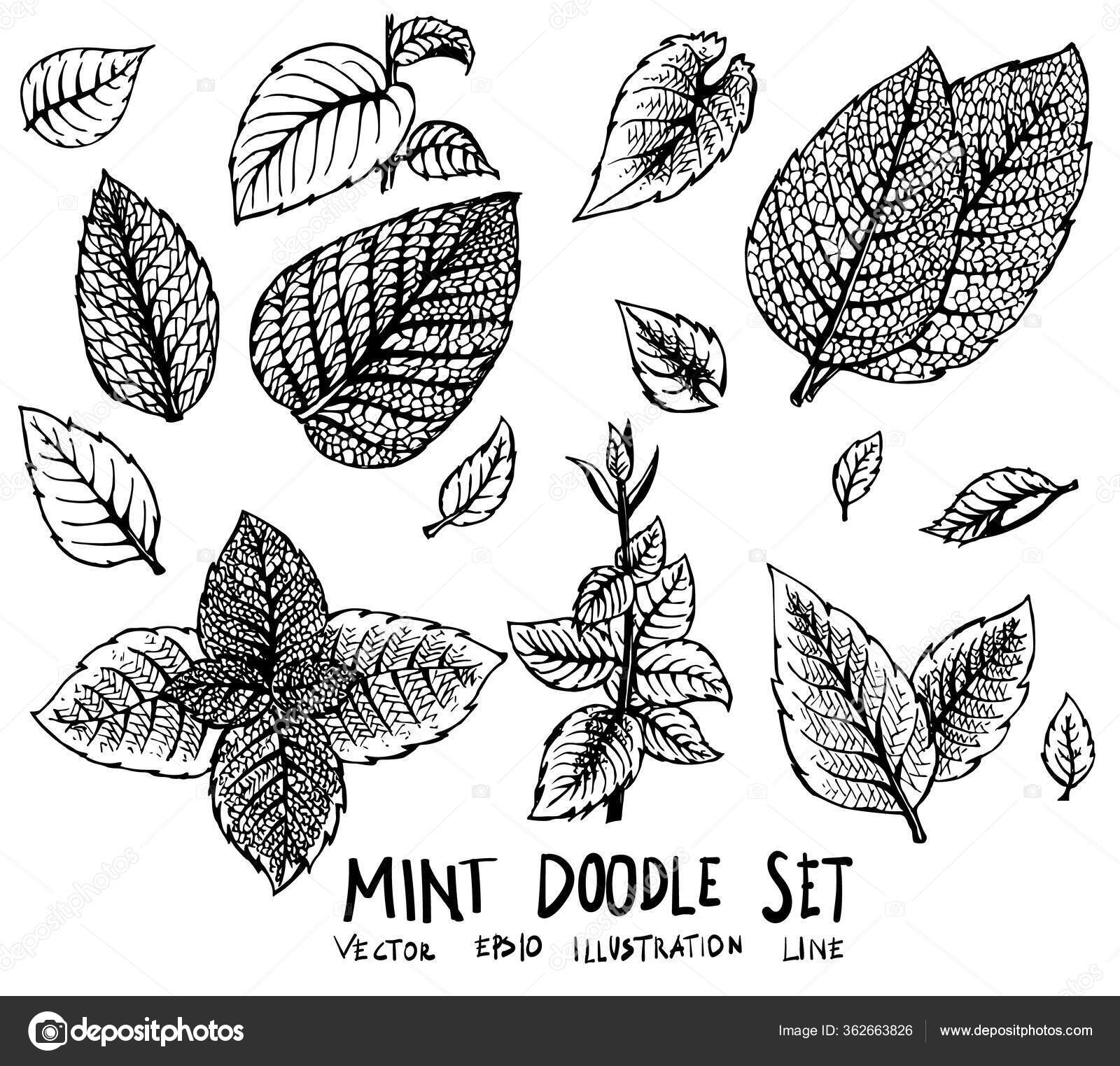Set Leave Mint Doodle Illustration Hand Drawn Sketch Line Vector Stock ...