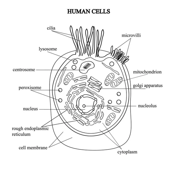 Structuur van menselijke cellen. Organellen. De kern-kern ...
