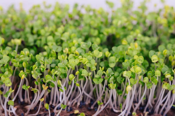 Basil seeds Stock Photos, Royalty Free Basil seeds Images | Depositphotos