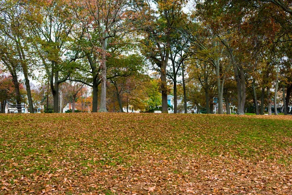 Fallen Leaves Cover the Grass - Stock Image - Everypixel