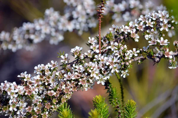 Spring Background Beautiful Australian Native White Leptospermum ...