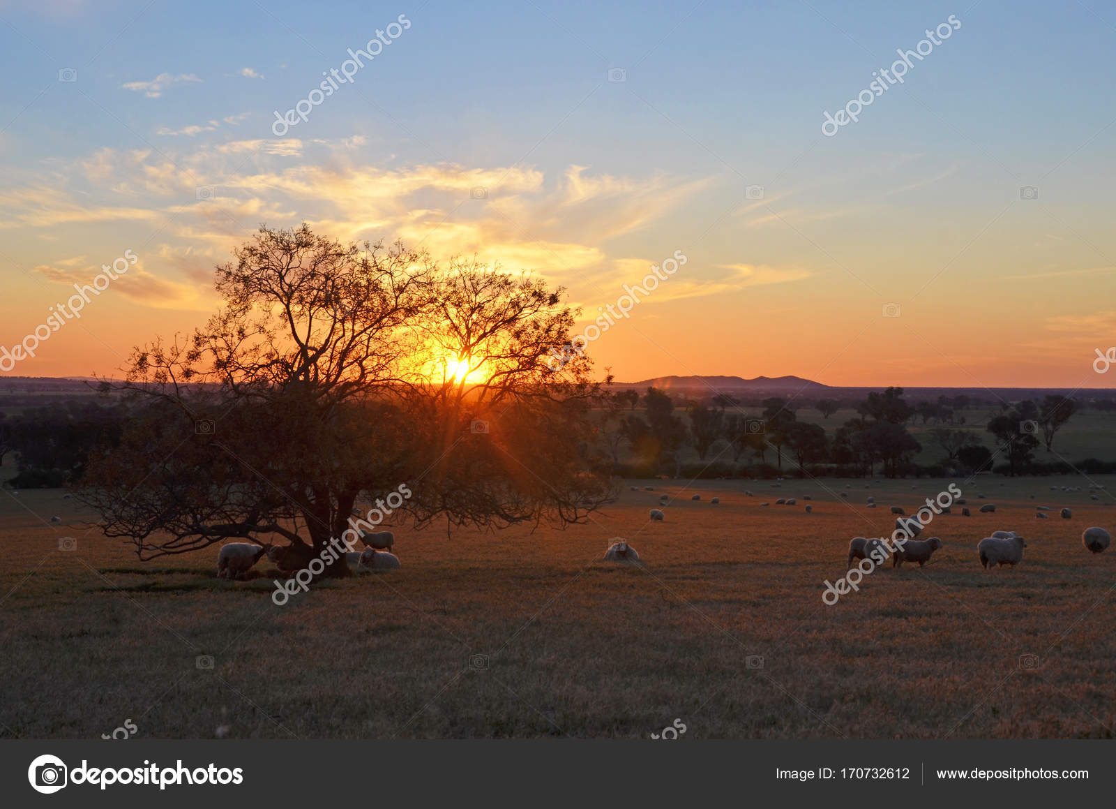 Sheep in field at sunset Stock Photo by ©KHBlack 170732612