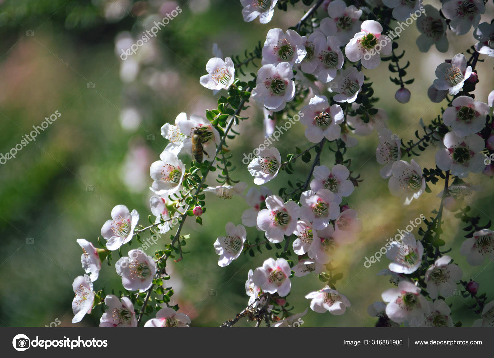 Spring Background Beautiful Australian Native White Leptospermum ...