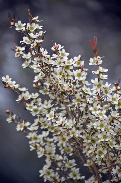 Yellow Tea Tree blossoms, Leptospermum polygalifolium, family Myrtaceae ...